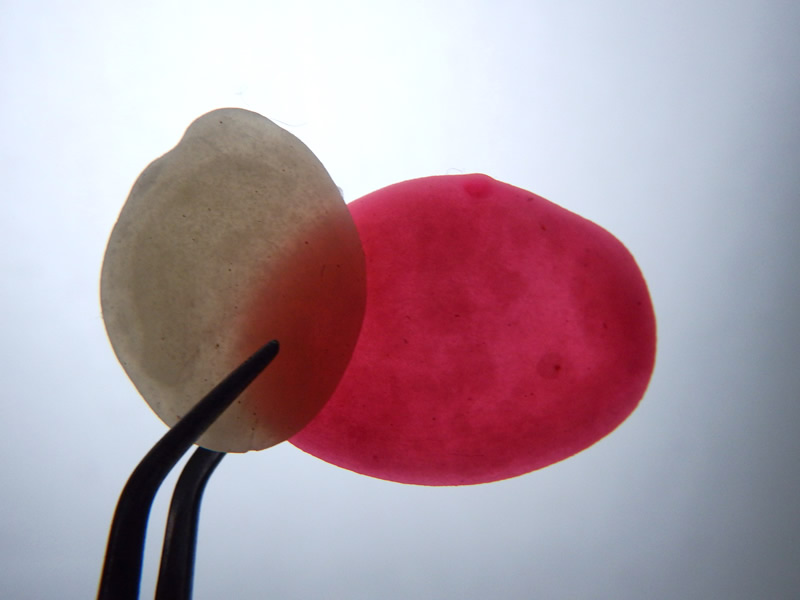 Using Alcohol Inks to Color Translucent Polymer Clay – ChirpHop Studio